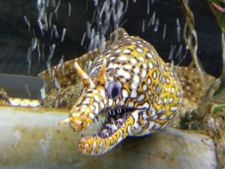 土佐の郷土料理「ウツボ」から揚げ・たたき・ジャーキー（高知）ひろめ市場・庄や | Japan Course （日本語）